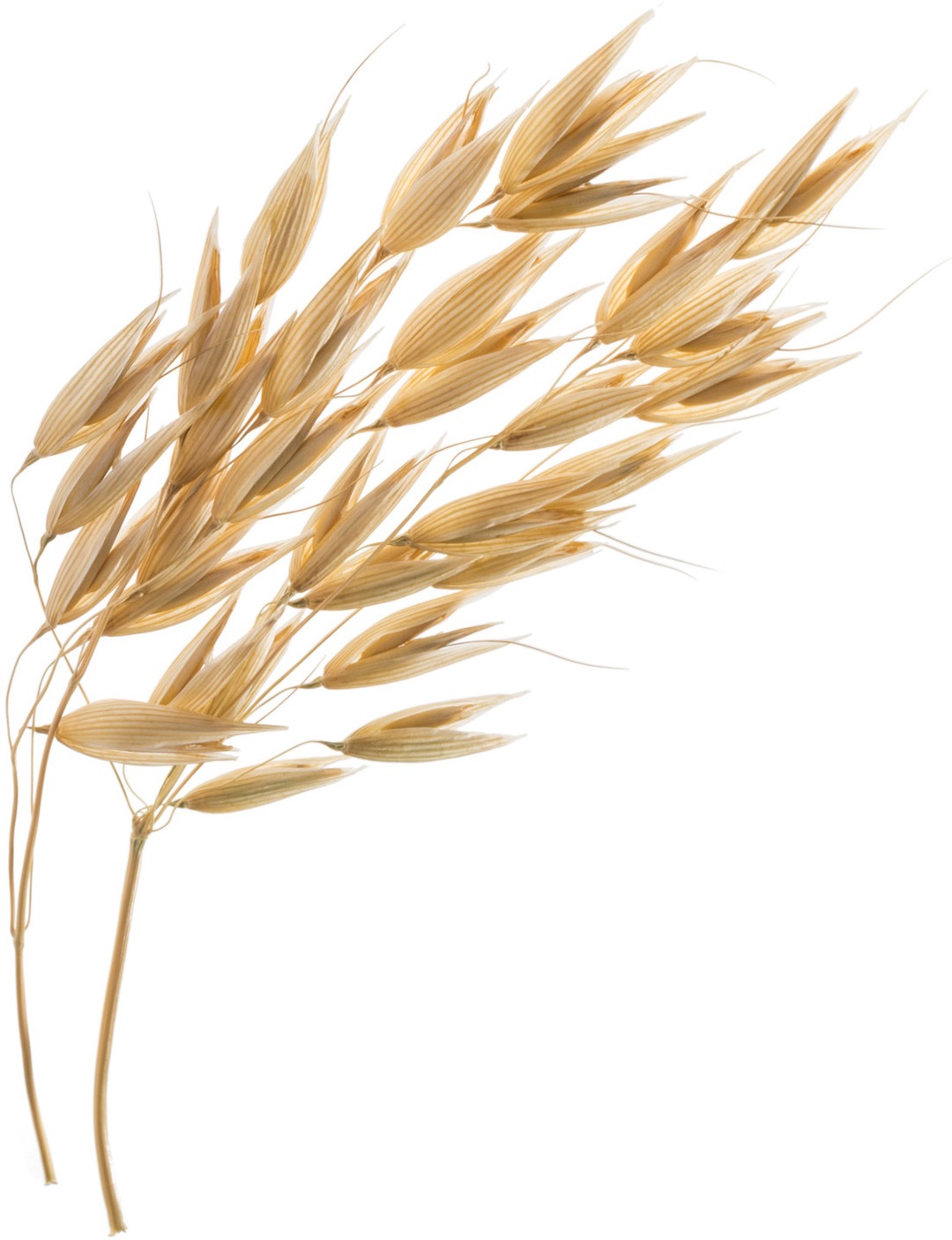 Optima Arcy - OptymalneWybory.pl